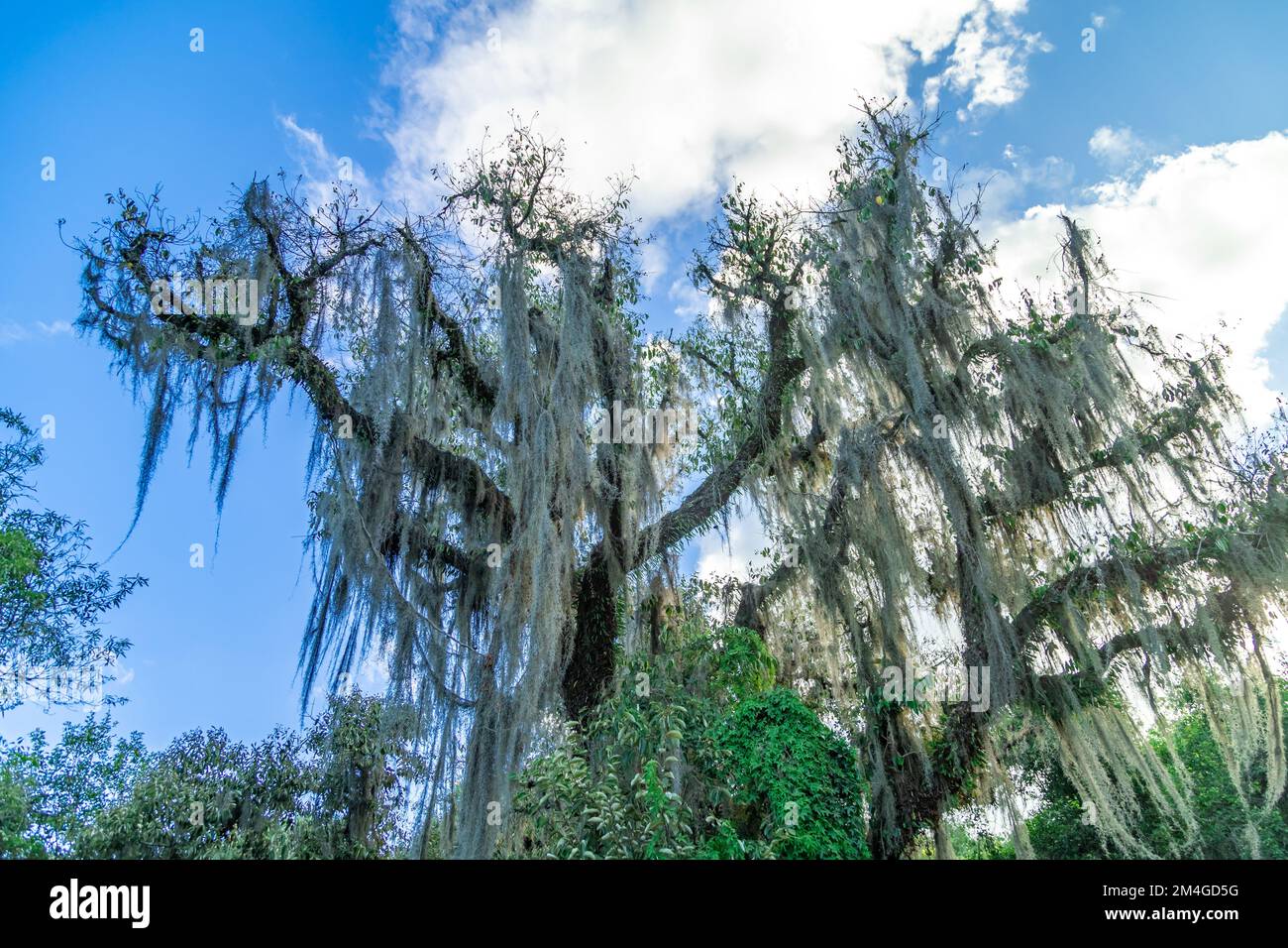 tree overgrown with moss in the rain forest Stock Photo - Alamy