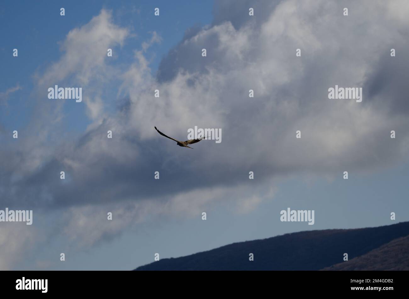 Black-eared kite Milvus migrans lineatus in flight. Lake Yamanako ...