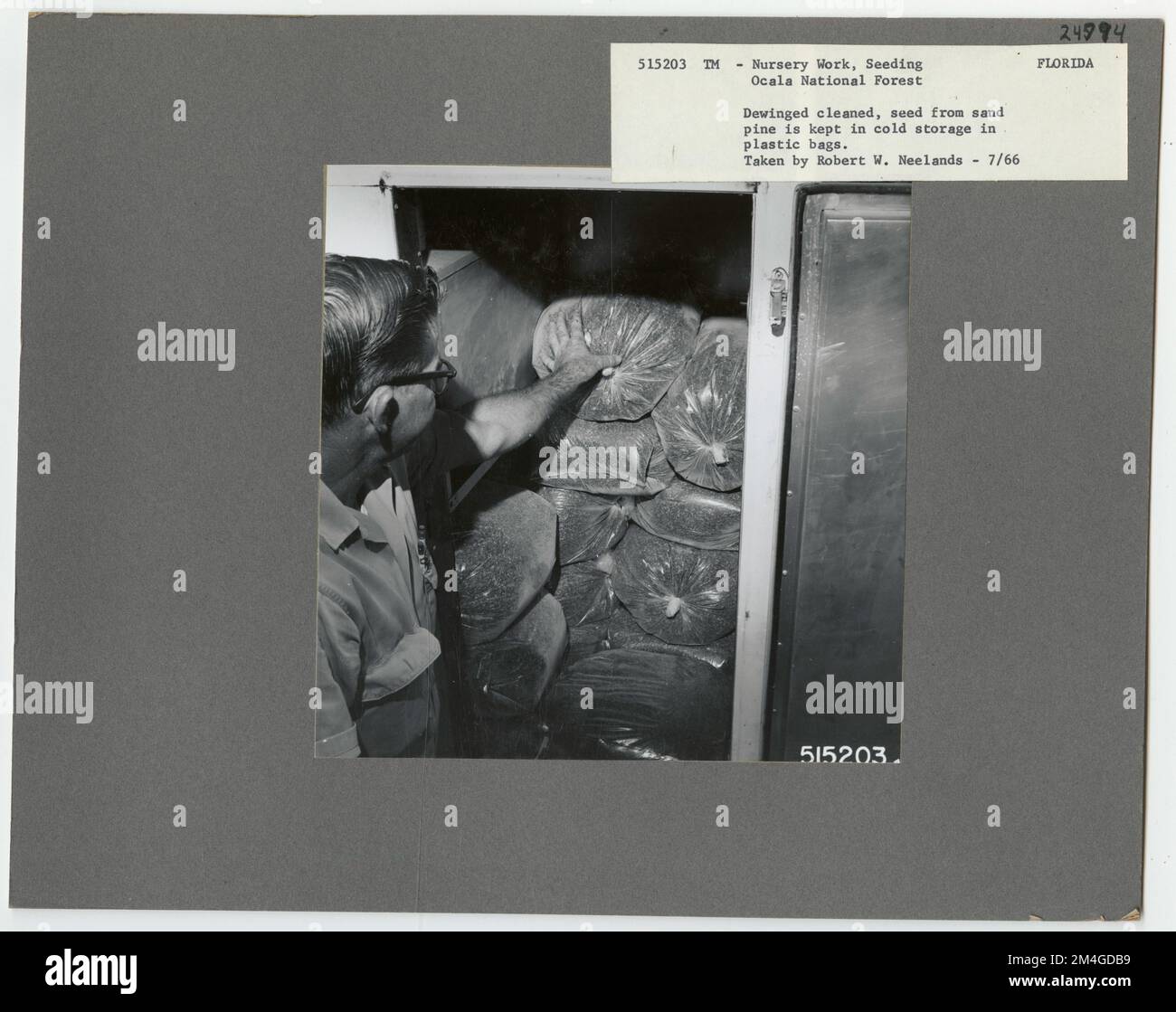 Nurseries: Tree Seeds - Florida. Photographs Relating to National ...