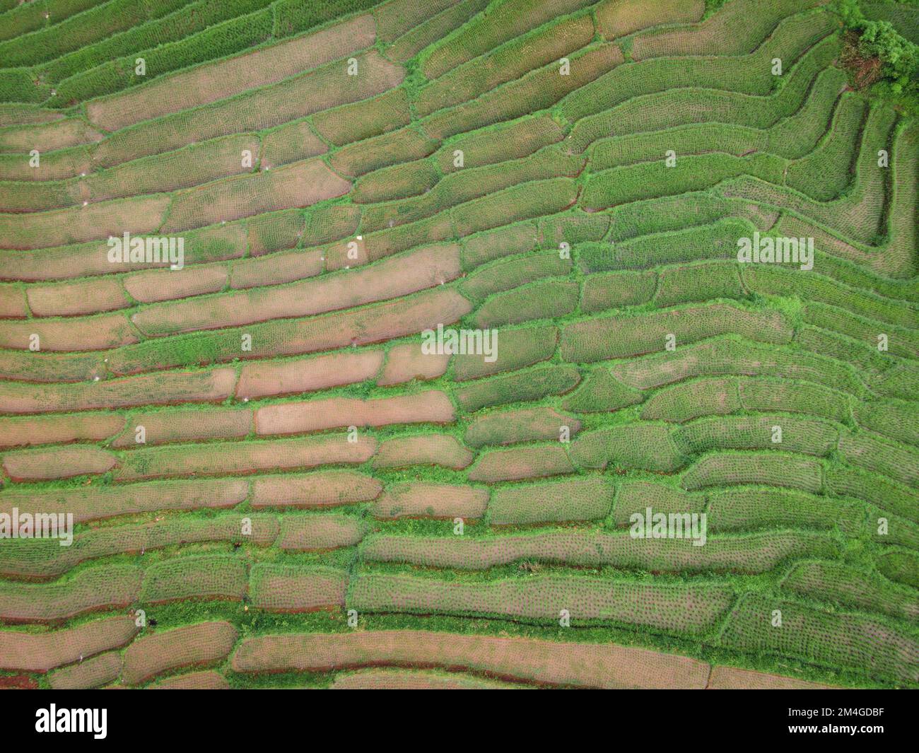 Top view of Rice field terraced Stock Photo - Alamy