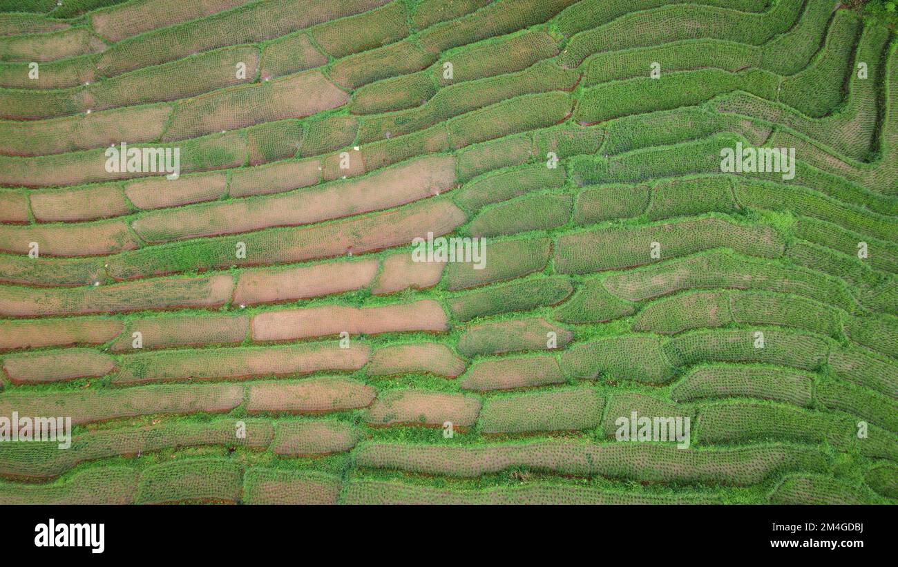 Top view of Rice field terraced Stock Photo - Alamy