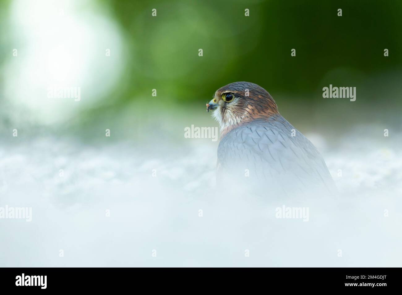 Merlin Falco columbarius (captive), adult male amongst wildflowers ...