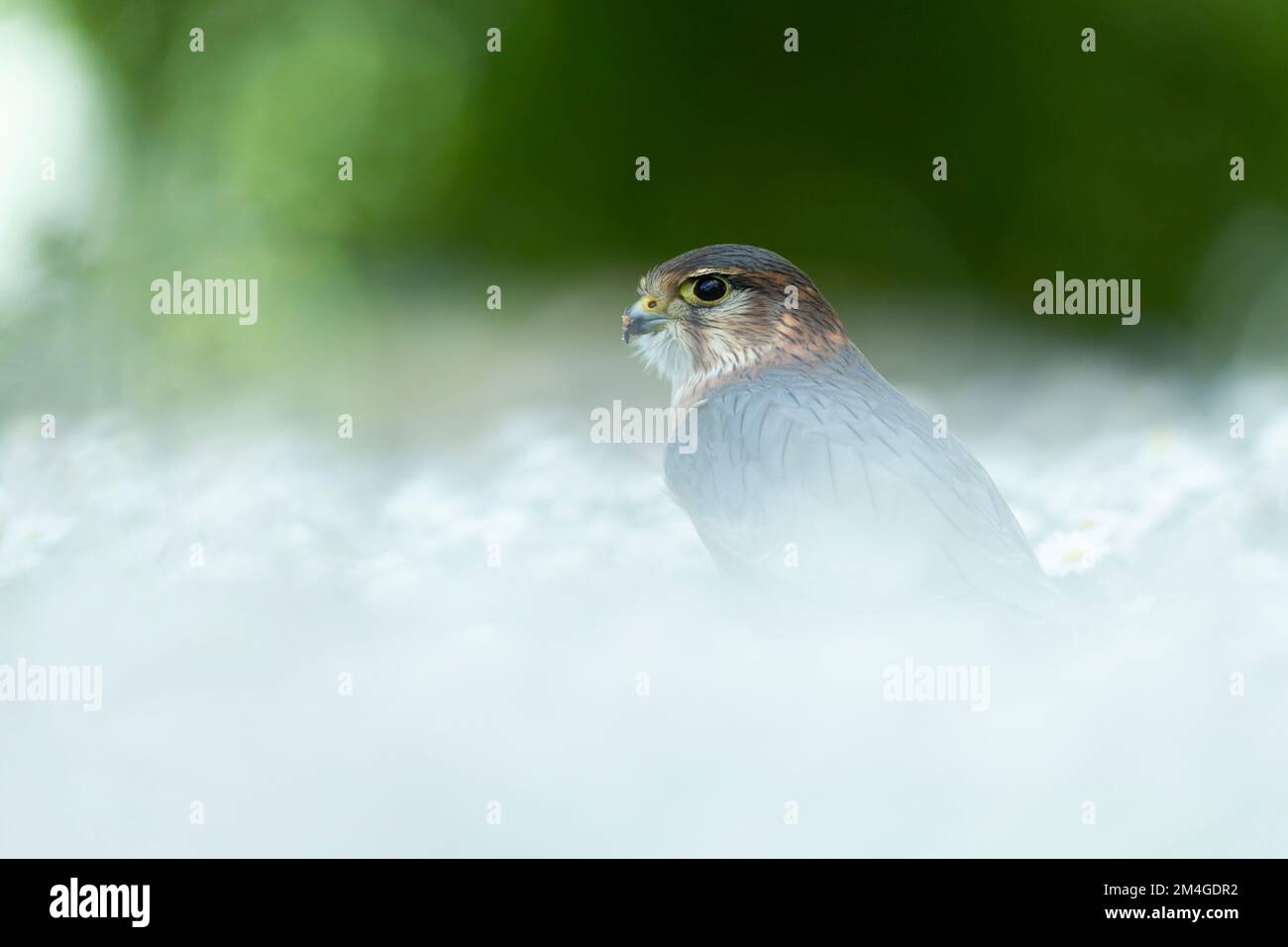 Aves de uk hi-res stock photography and images - Alamy