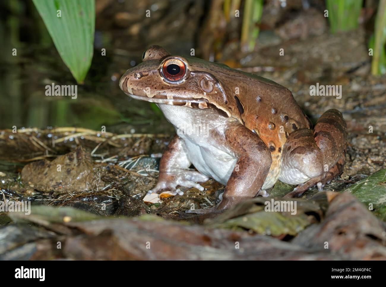 Savages frog hi-res stock photography and images - Alamy