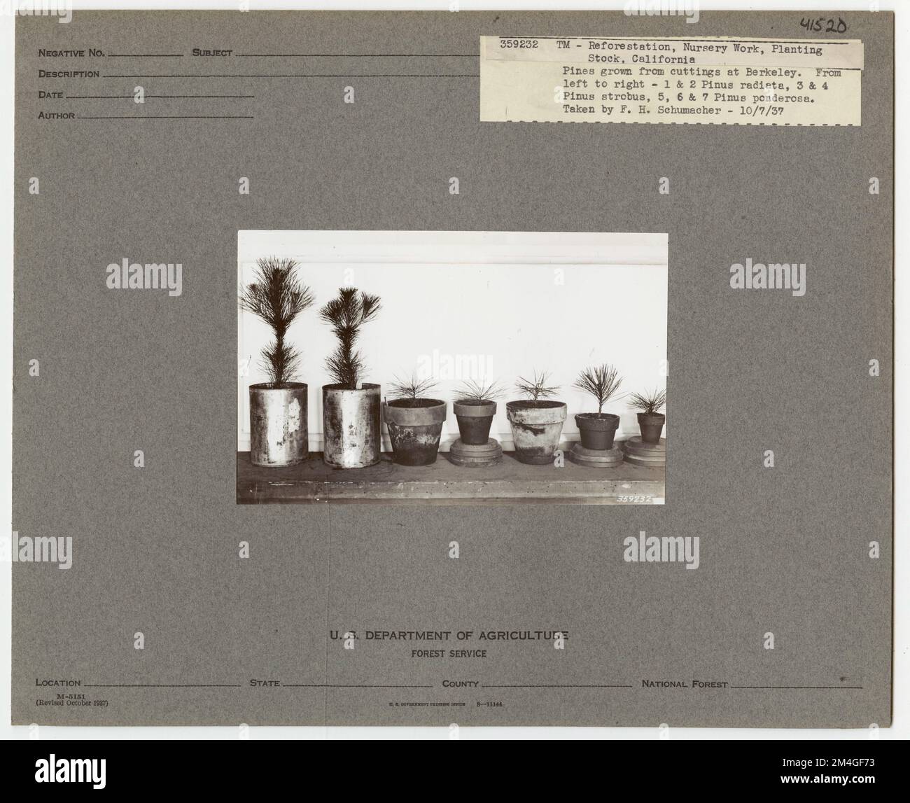 Nurseries: Planting Stock - California. Photographs Relating to ...