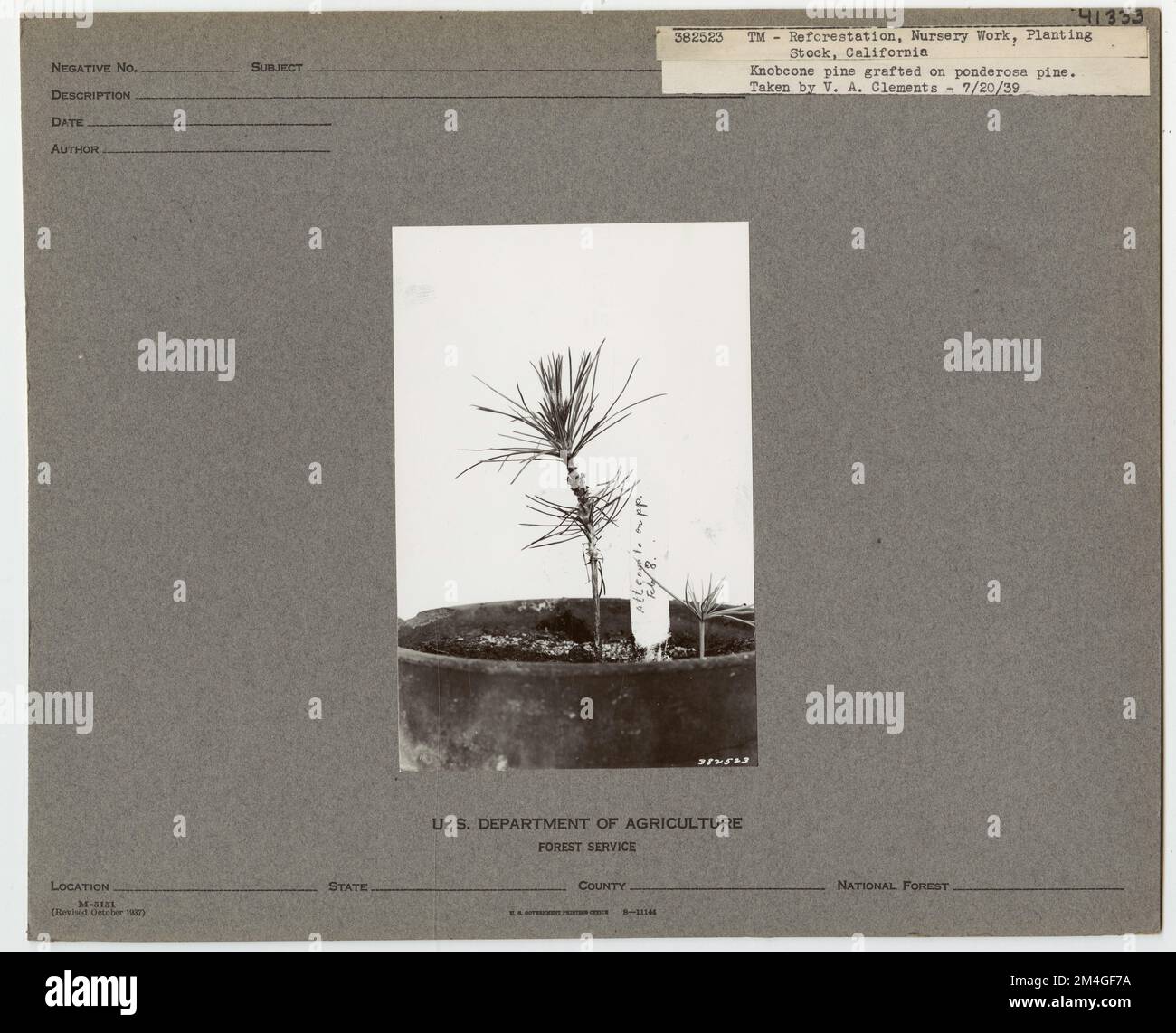 Nurseries: Planting Stock - California. Photographs Relating to ...