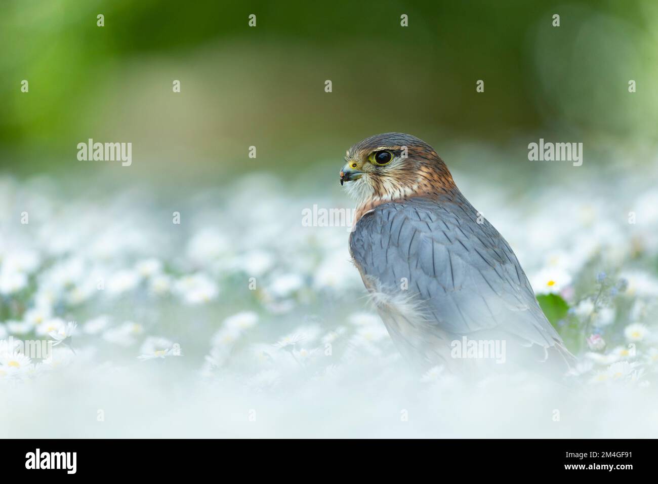 Aves de uk hi-res stock photography and images - Alamy