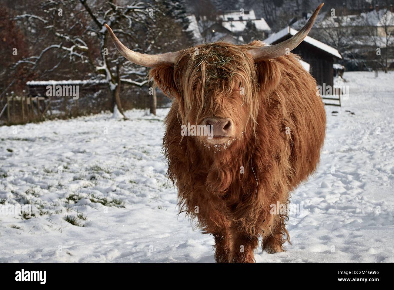 Horned Highland cow in snow on the farm Stock Photo - Alamy