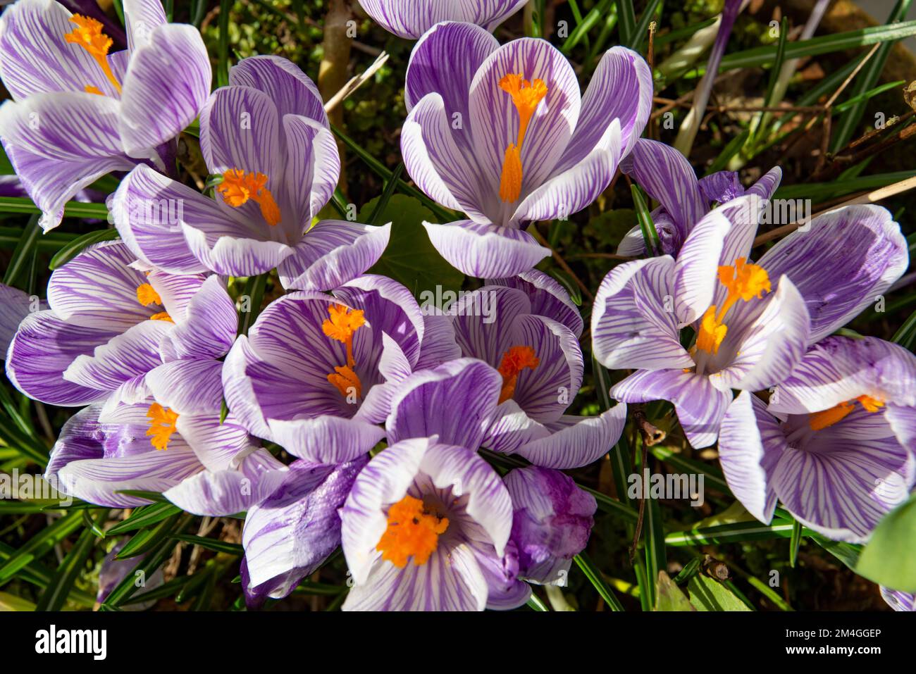 Striped crocus hi-res stock photography and images - Alamy