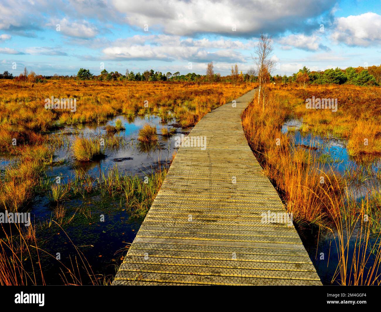 Peatlands Park, County Tyrone, Northern Ireland Stock Photo - Alamy