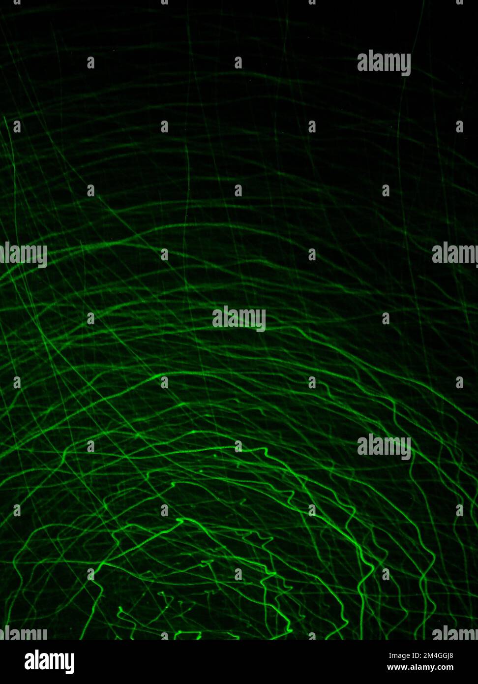 moving green laser lights maing a trail Stock Photo - Alamy