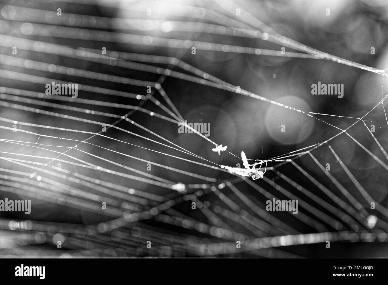 A macro grayscale of a spider web Stock Photo - Alamy