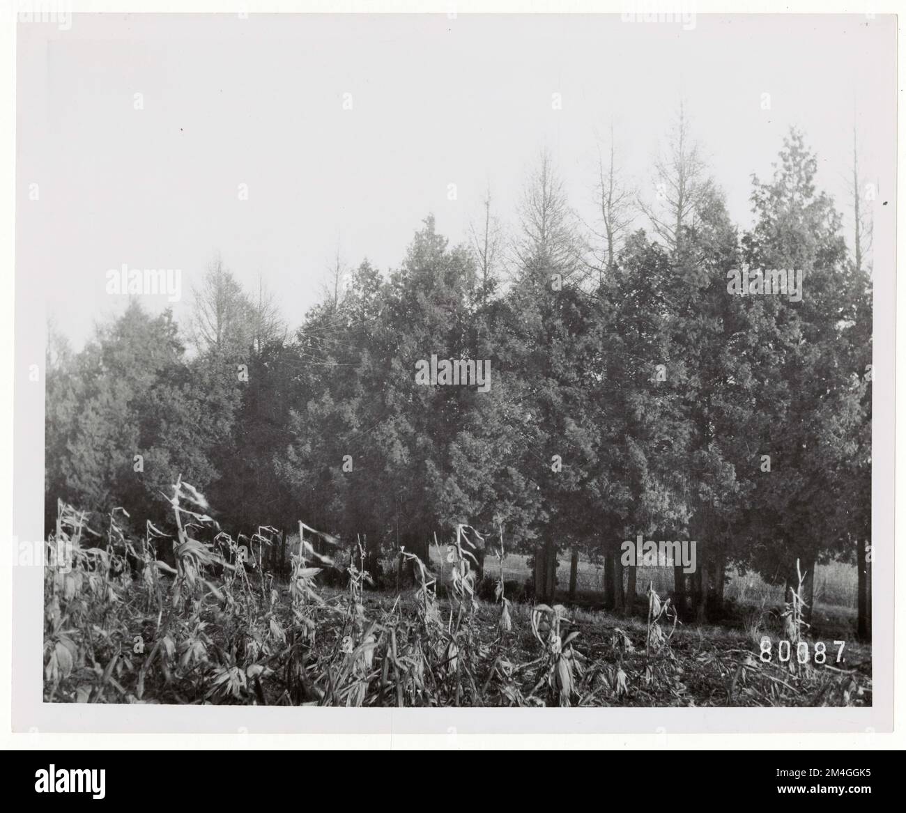 Shelterbelts: Windbreaks - Iowa. Photographs Relating to National ...