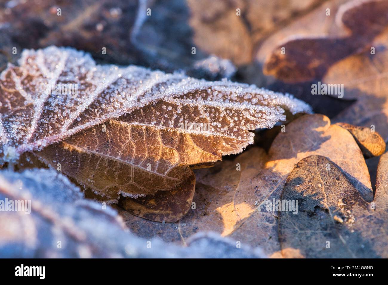 Ice crystals on leaves lying on the ground. Close up of frozen water ...