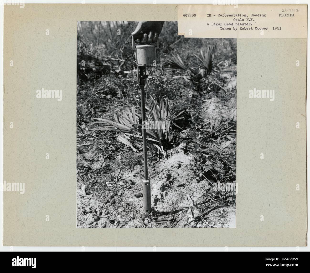 Tree Seeding - Florida. Photographs Relating to National Forests ...