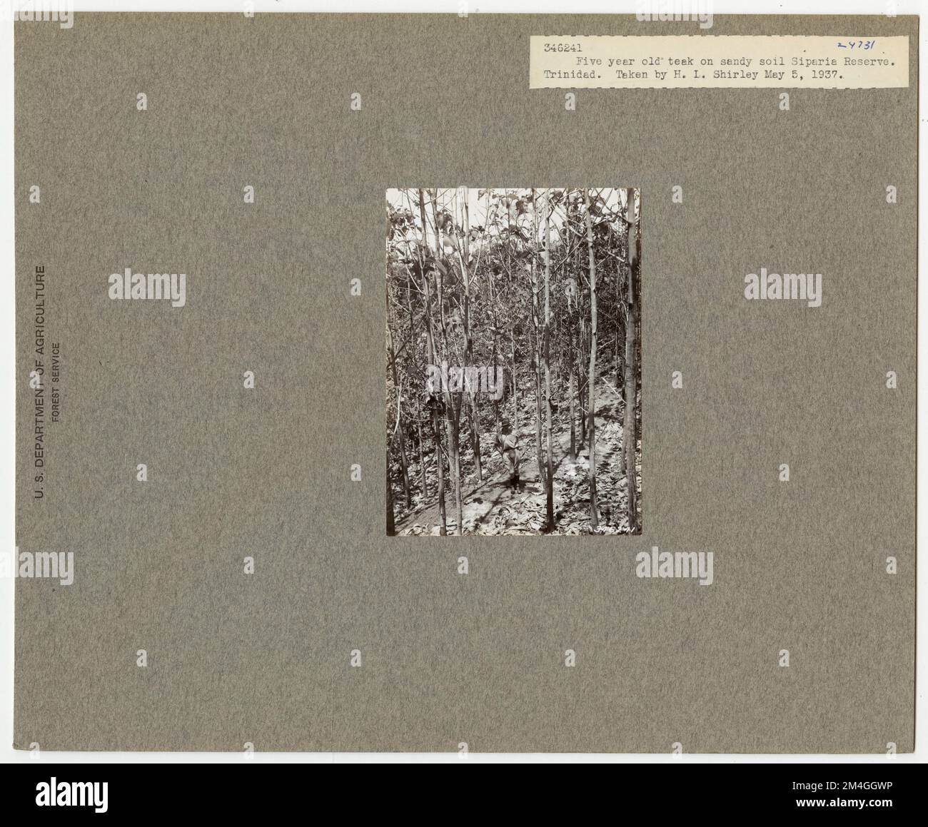 Reforestation: Planting - Foreign. Photographs Relating to National ...