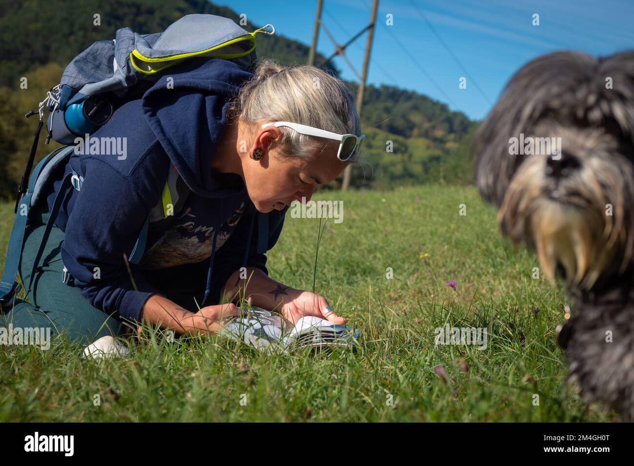 Mushroom forager trying to identify wild mushrooms in the forest with ...