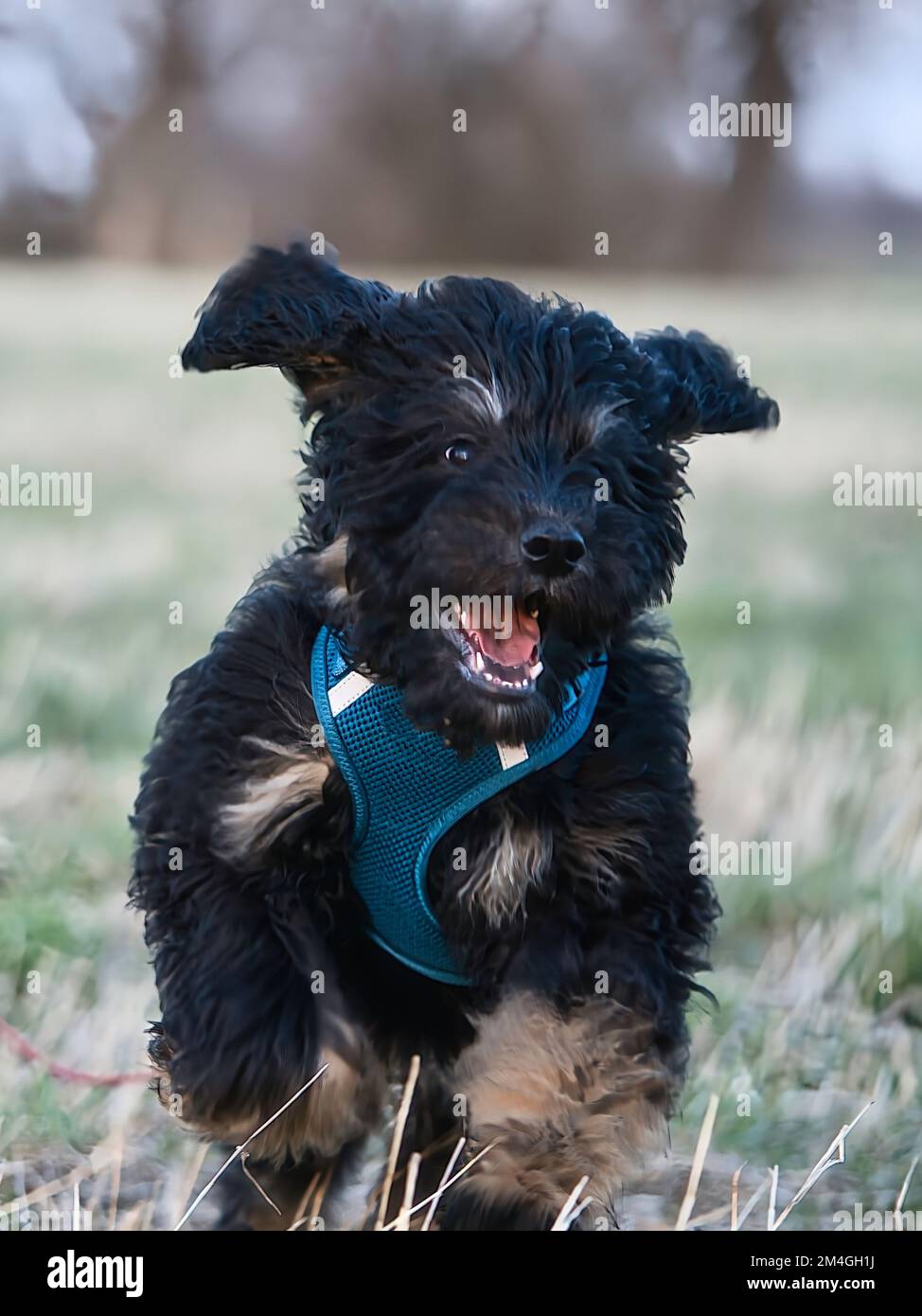 Goldendoodlle puppy, with black and brown fur, running across a path ...