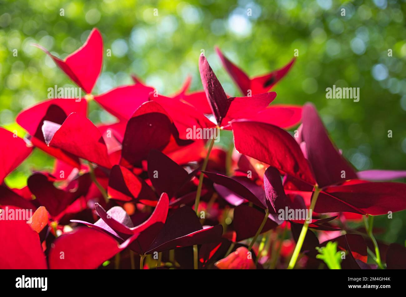 red clover. Many clovers in the pot. Lucky charm for the new year 2023 ...