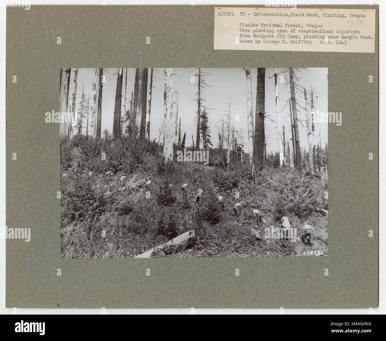 Reforestation: Planting - Oregon. Photographs Relating to National ...