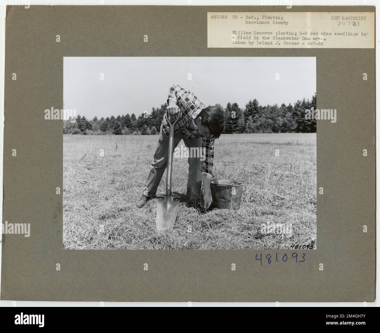 Reforestation: Planting - New Hampshire. Photographs Relating to ...