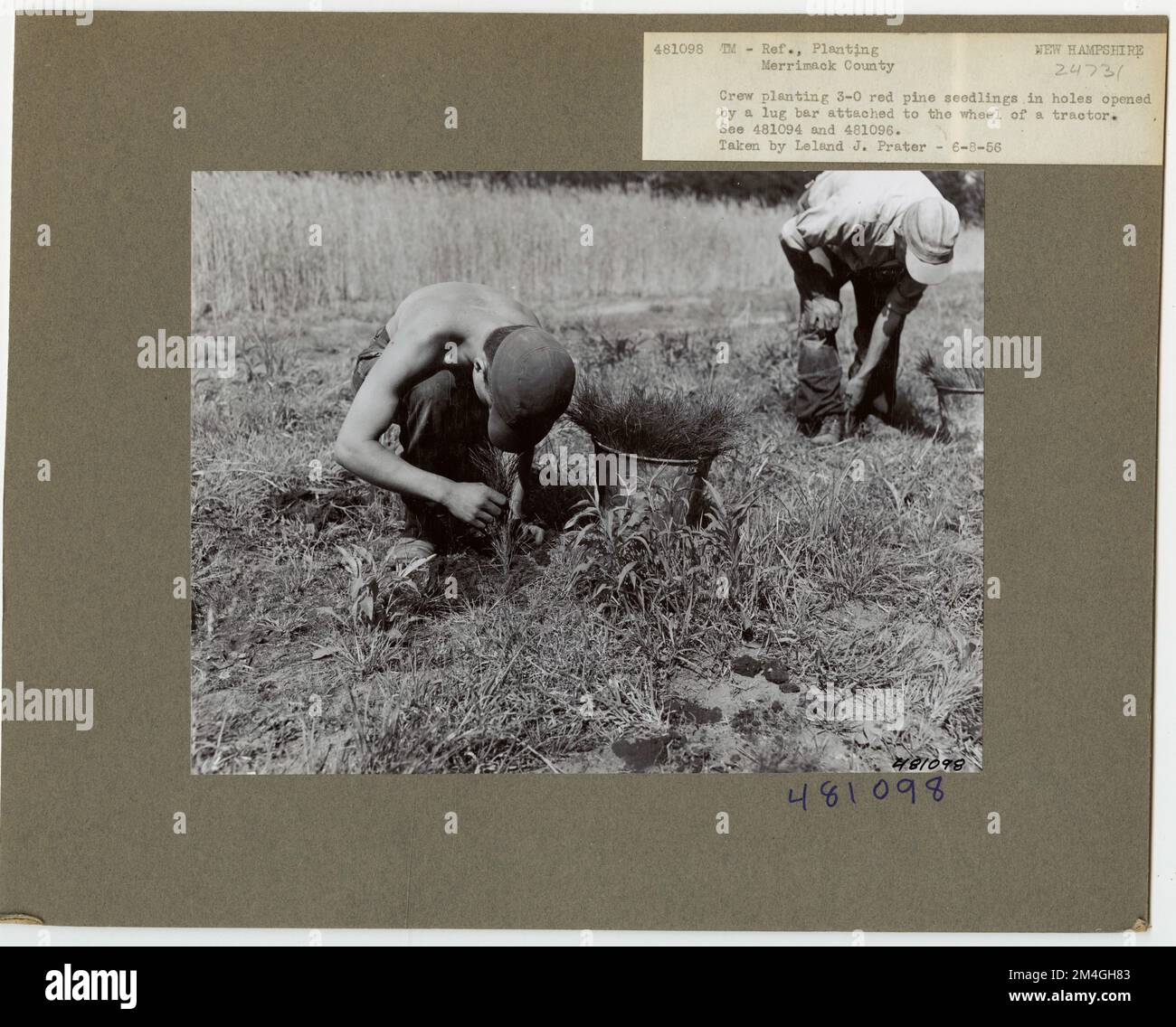 Reforestation: Planting - New Hampshire. Photographs Relating to ...