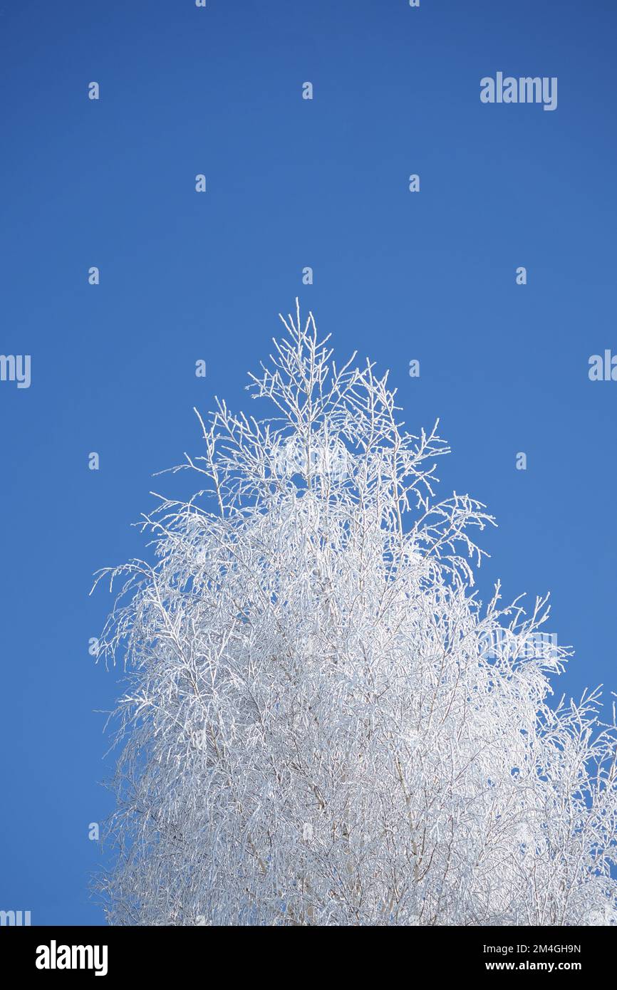Iced birch tree covered with snow. Frozen branches covered with ice ...