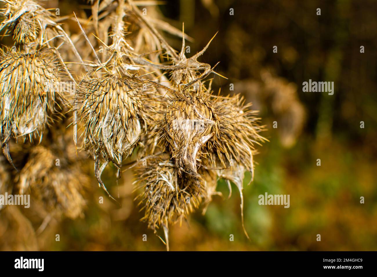 green nature in the lens of the camera ,trees and plants in the open ...
