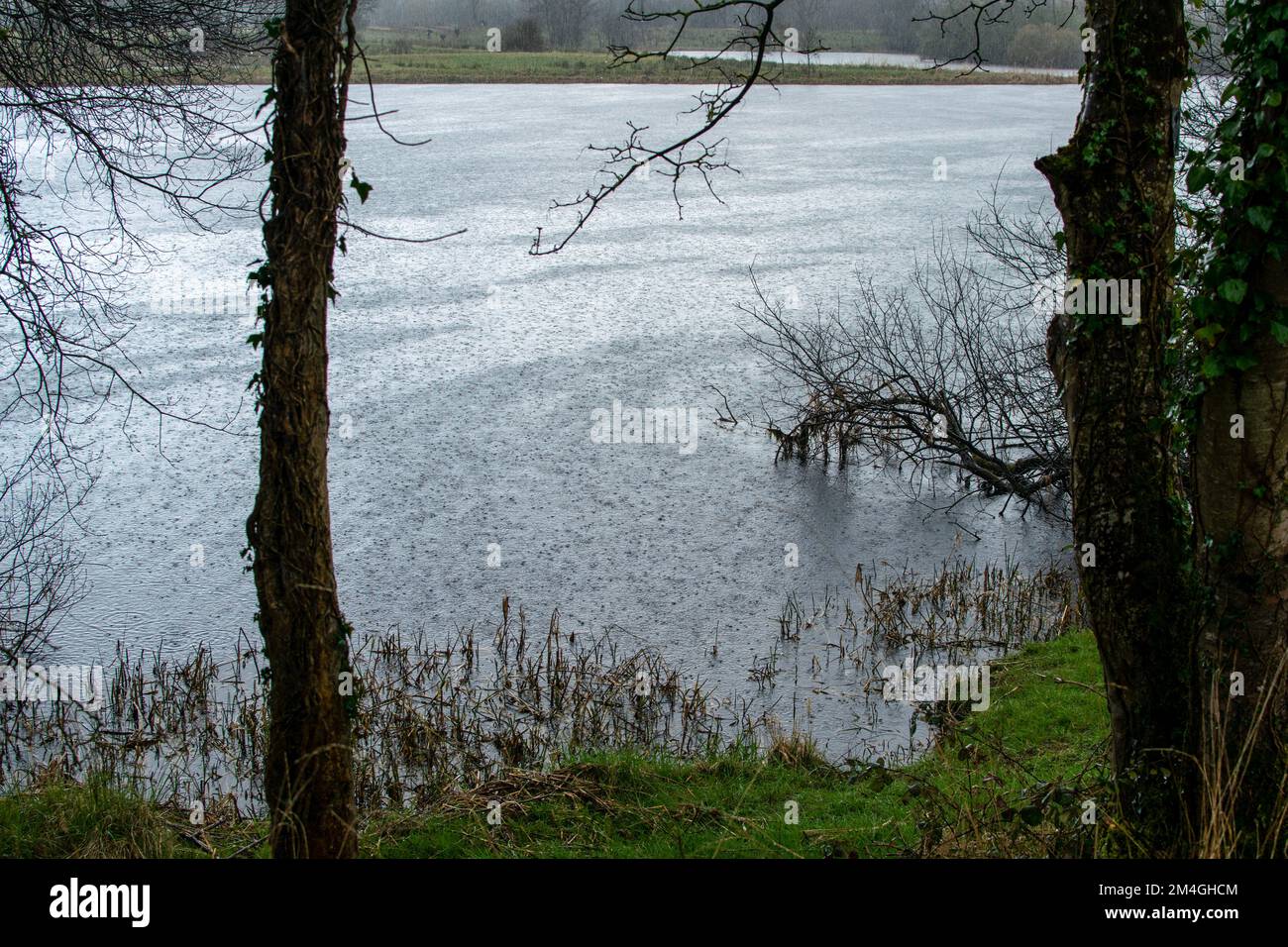 green nature in the lens of the camera ,trees and plants in the open ...