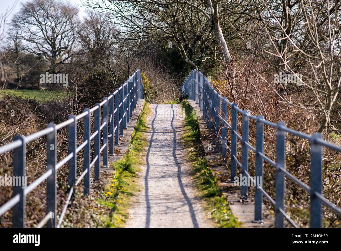green nature in the lens of the camera ,trees and plants in the open ...