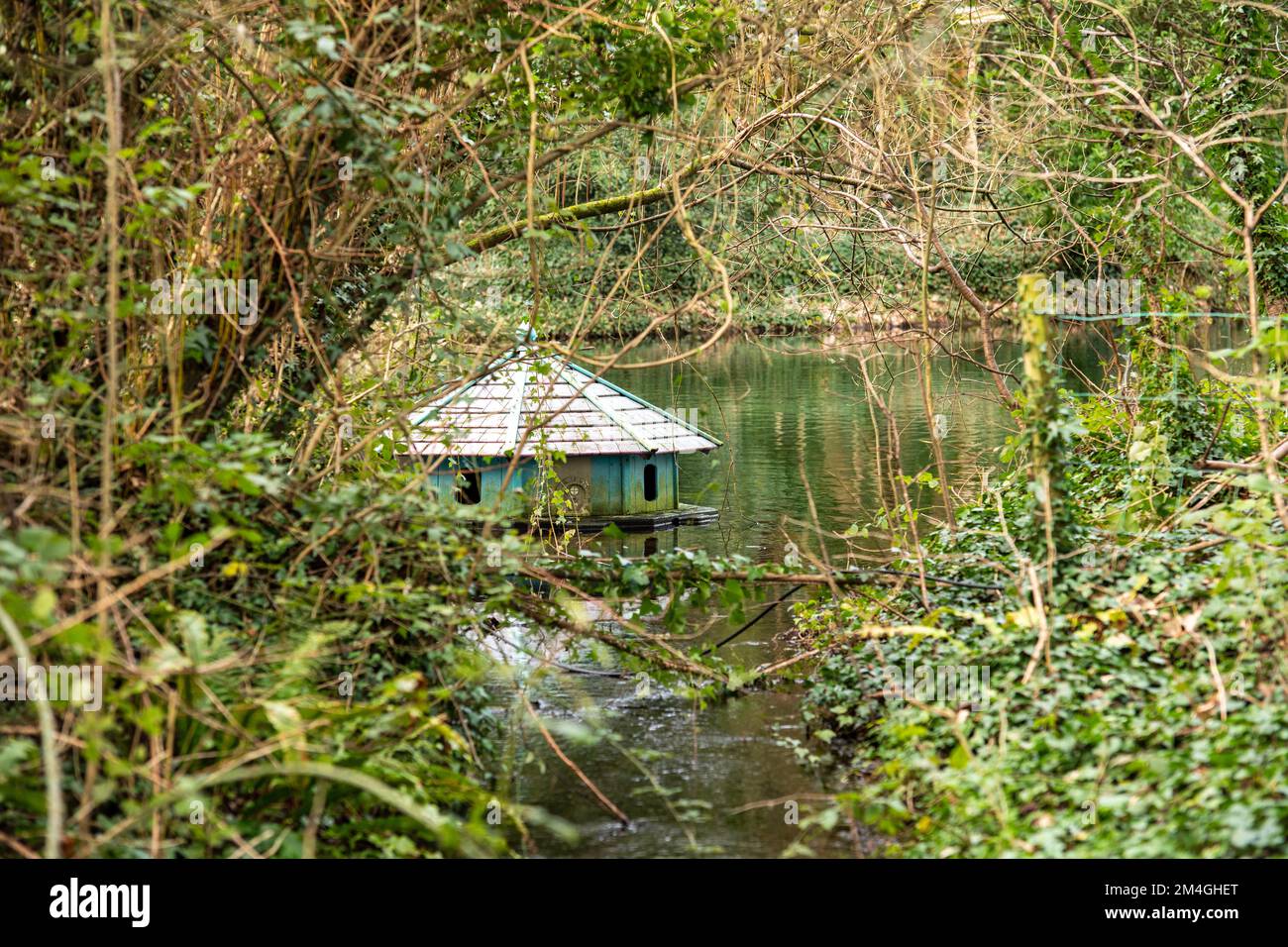 green nature in the lens of the camera ,trees and plants in the open ...