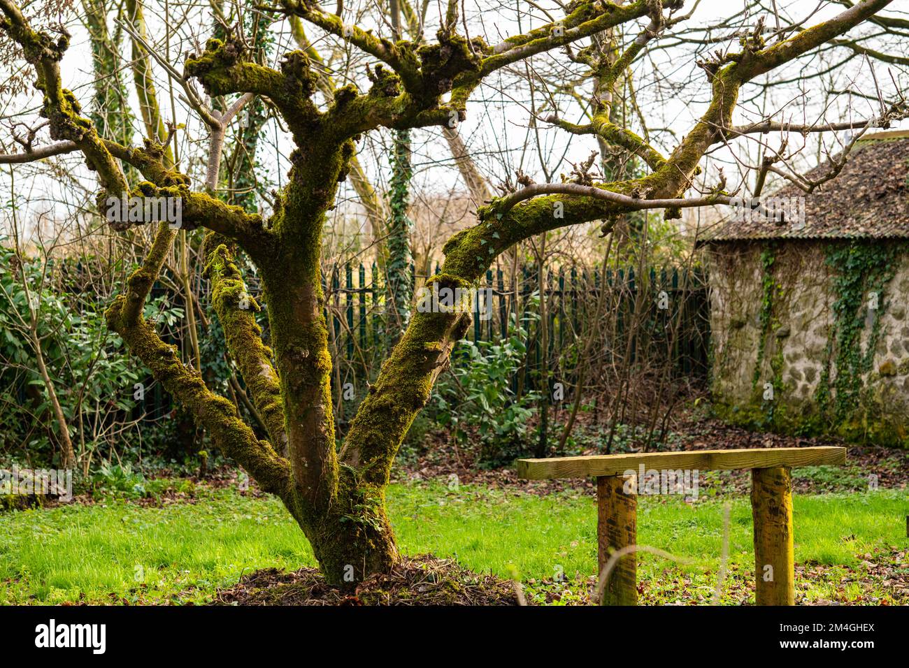 green nature in the lens of the camera ,trees and plants in the open ...