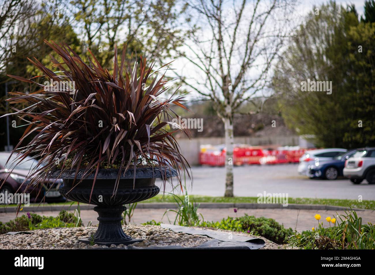 green nature in the lens of the camera ,trees and plants in the open ...
