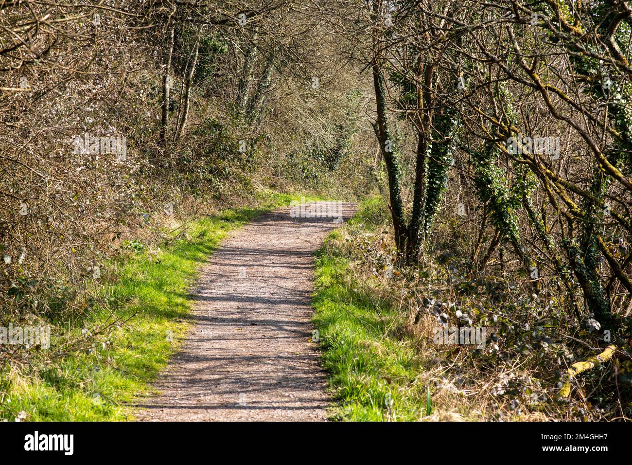 green nature in the lens of the camera ,trees and plants in the open ...