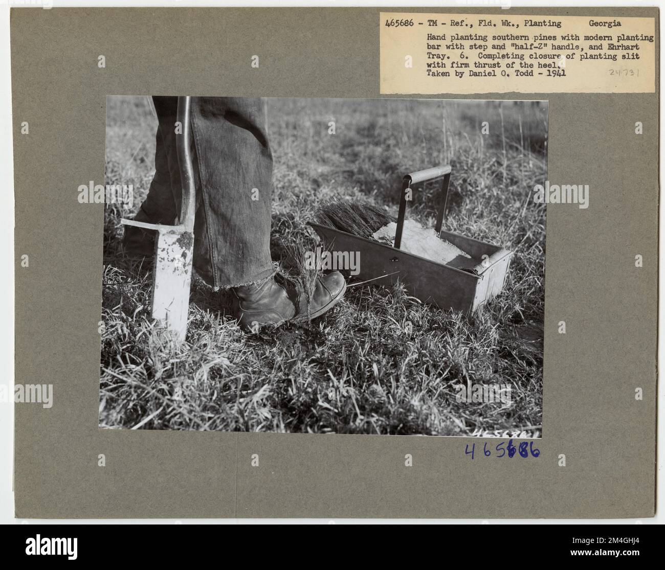 Reforestation: Planting - Georgia. Photographs Relating to National ...