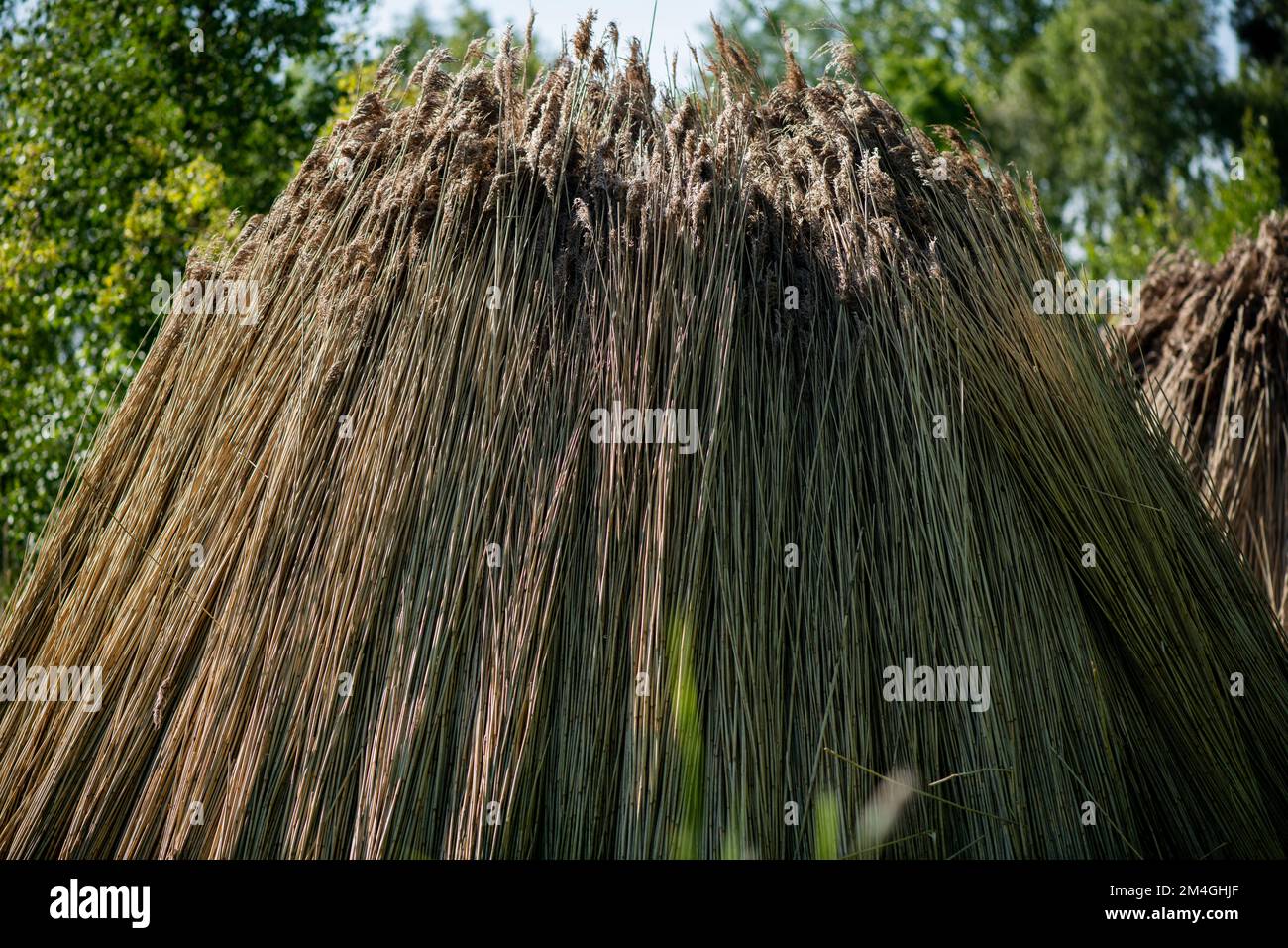 green nature in the lens of the camera ,trees and plants in the open ...