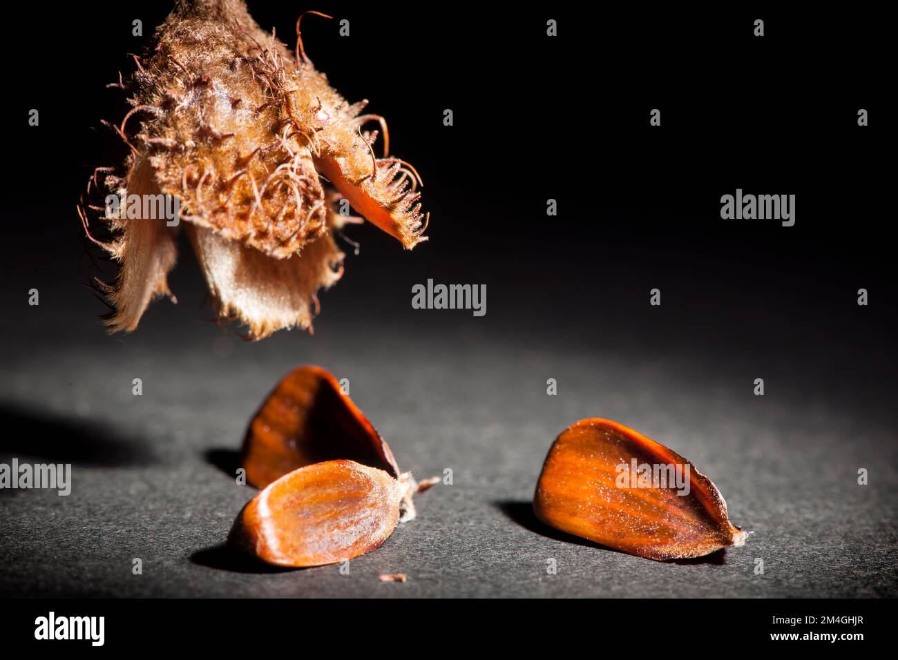 Studio shot of split open beechnut shell with three nuts underneath on ...