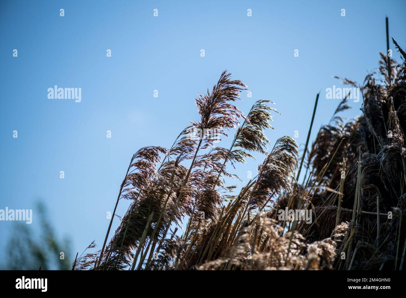 green nature in the lens of the camera ,trees and plants in the open ...