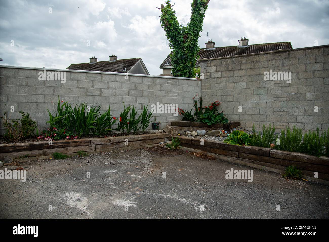 green nature in the lens of the camera ,trees and plants in the open ...