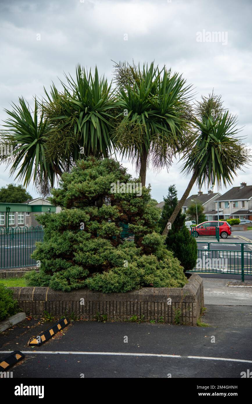 green nature in the lens of the camera ,trees and plants in the open ...