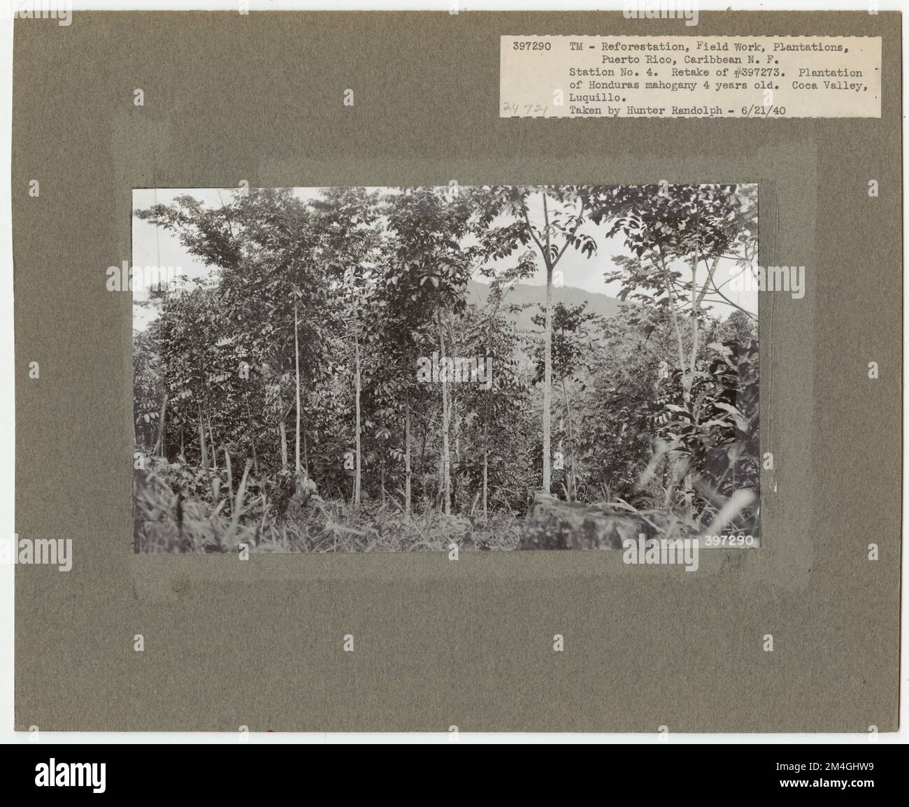 Reforestation: Camera Point - Puerto Rico. Photographs Relating to ...
