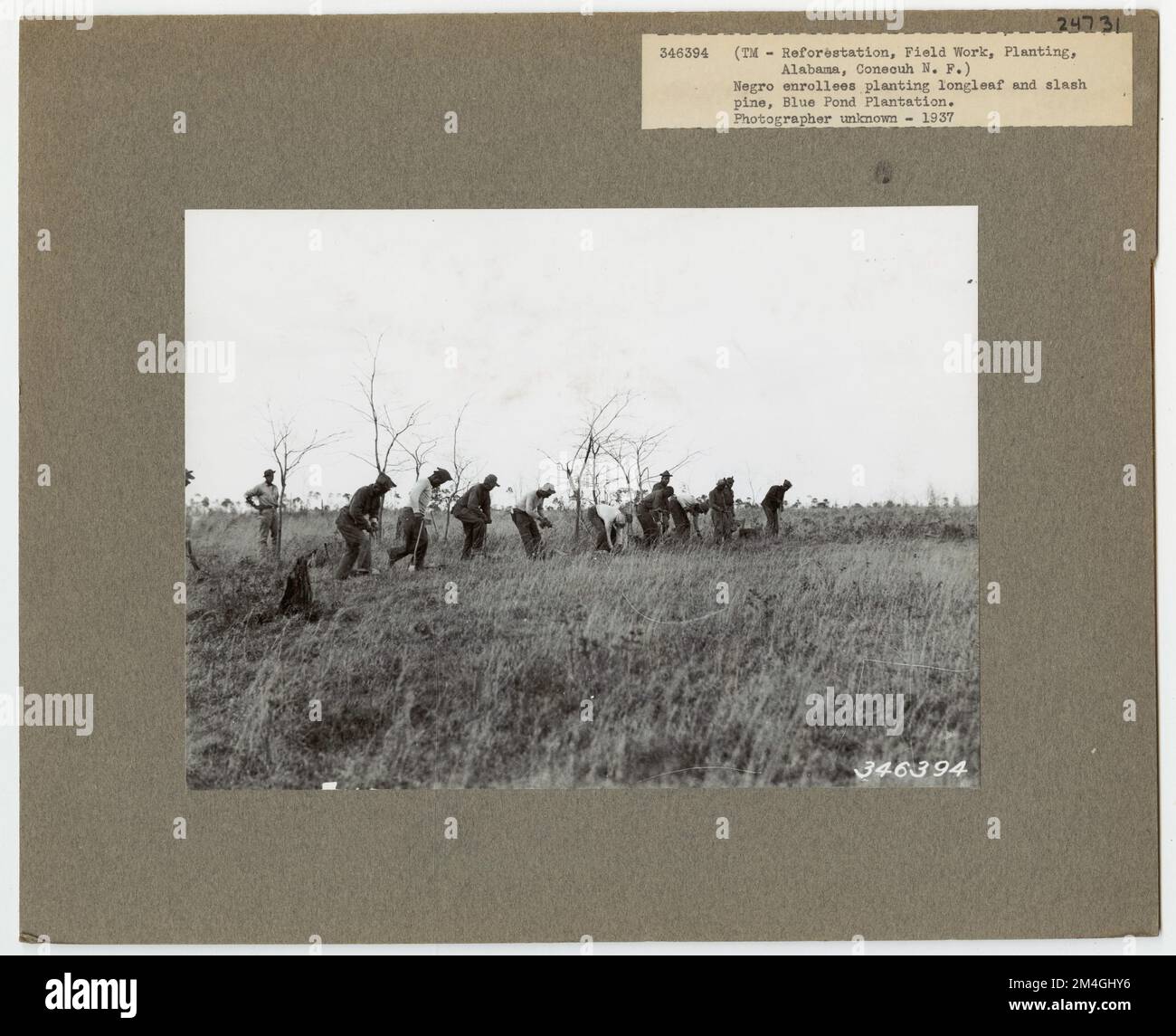 Reforestation: Planting - Alabama. Photographs Relating to National ...