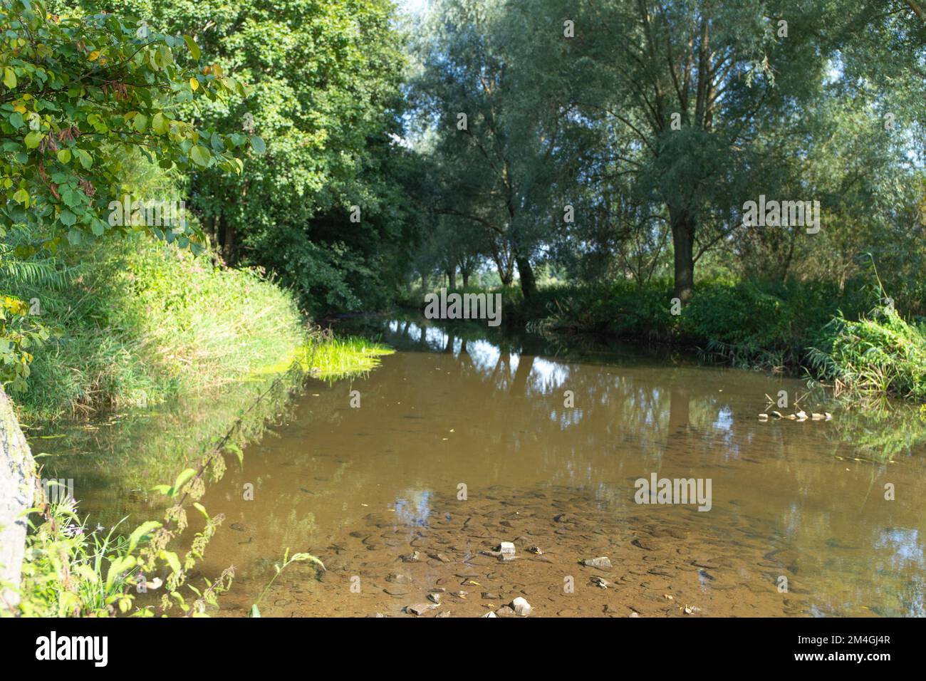 shallow river flows through a green forest Stock Photo - Alamy