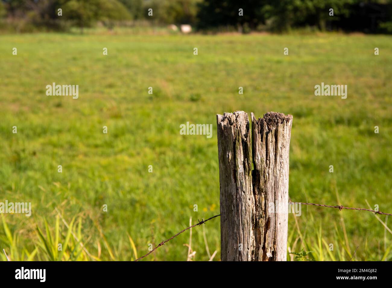 single rotting wooden fence post with barbed wire on a landscape meadow ...