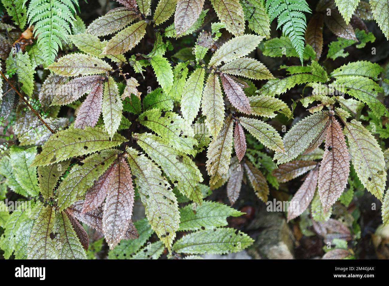 parataniwha Elatostema rugosum or New Zealand begonia native new ...