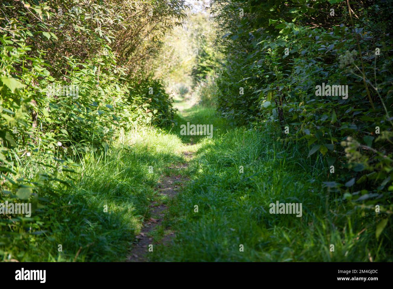 small forest trample path with lots of green Stock Photo - Alamy