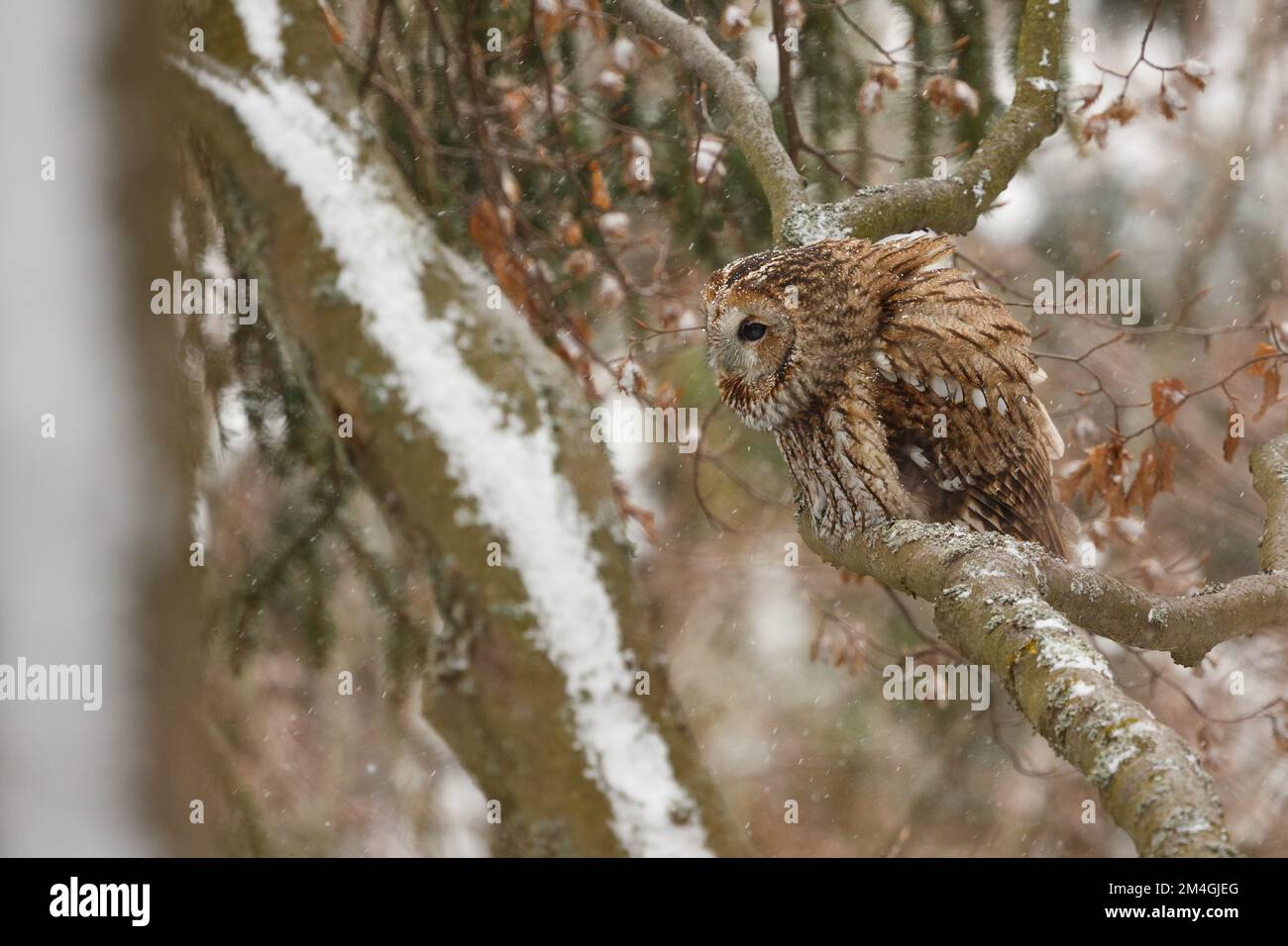 Hooting owl sitting on the branch during the spring snowfall. Tawny owl ...