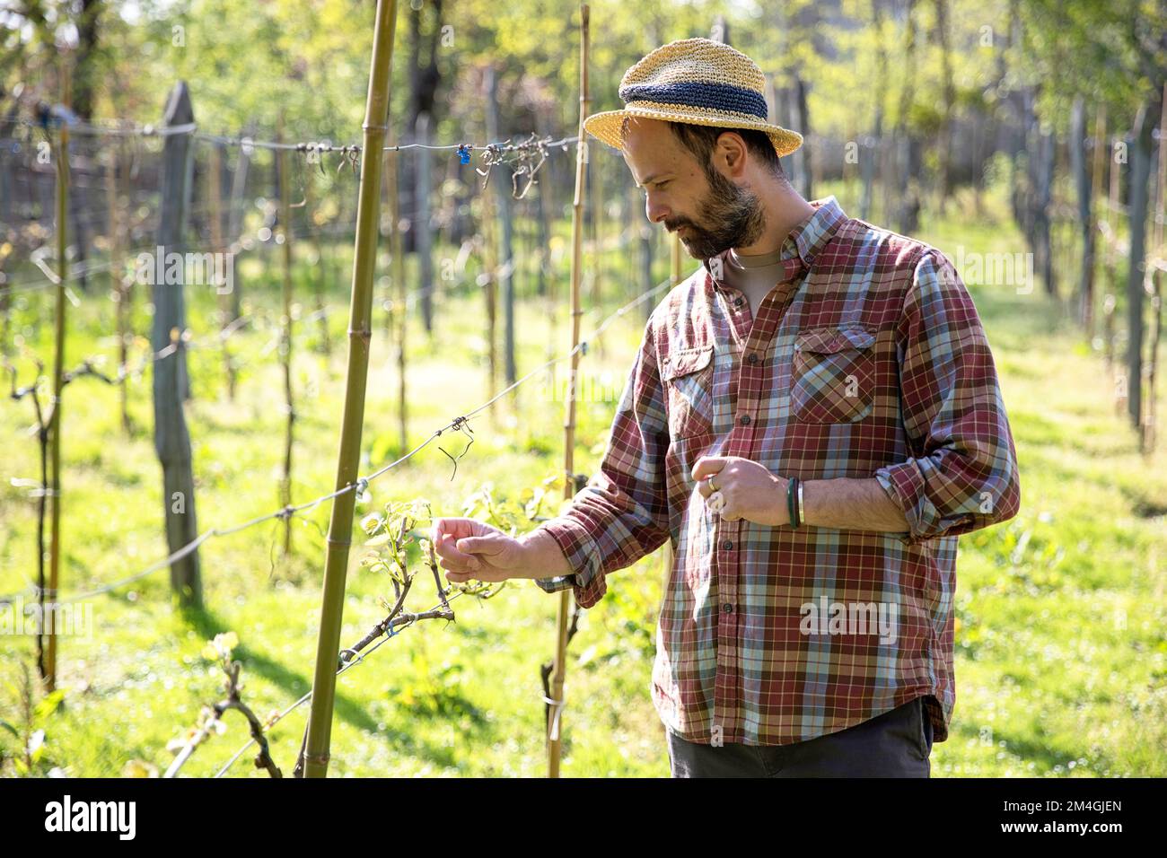 The owner of Menabde Winery near Ozurgeti city in Guria region cutting ...