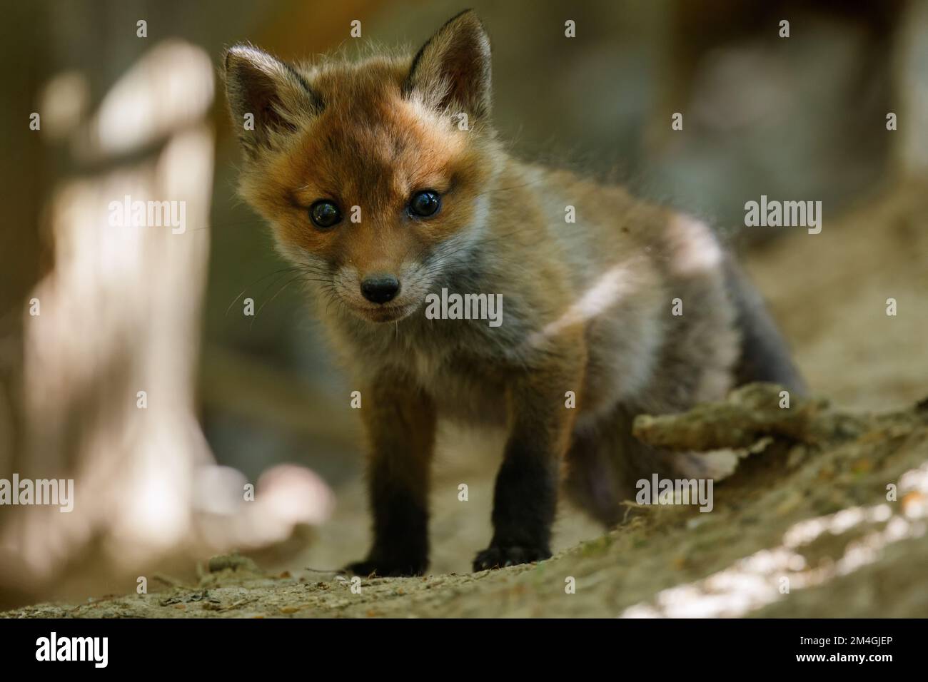Cute little red fox cub standing in front of the den. Small fluffy animal baby. Red fox, Vulpes ...