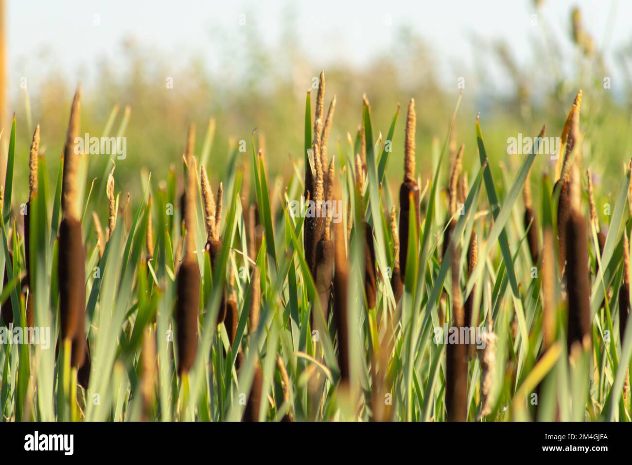A field of tall grass. High quality photo Stock Photo - Alamy